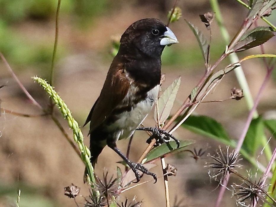 Black-breasted Munia - eBird