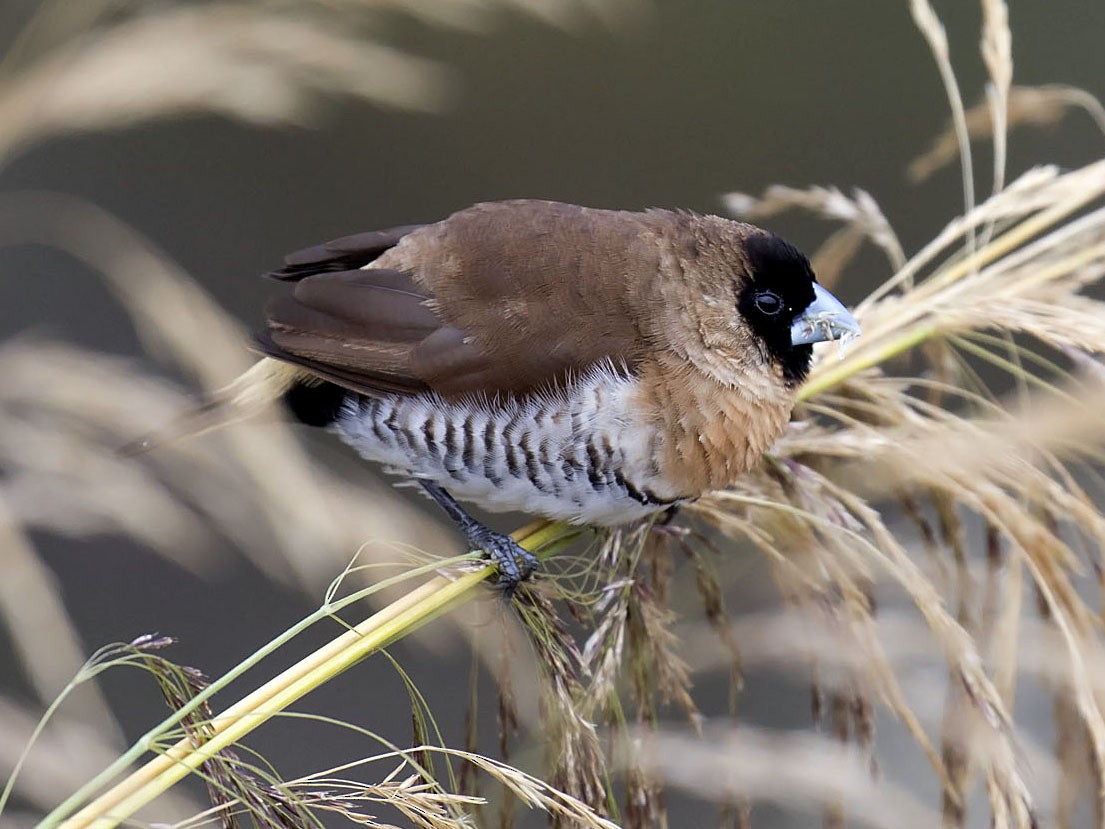 Capuchino Montano - eBird