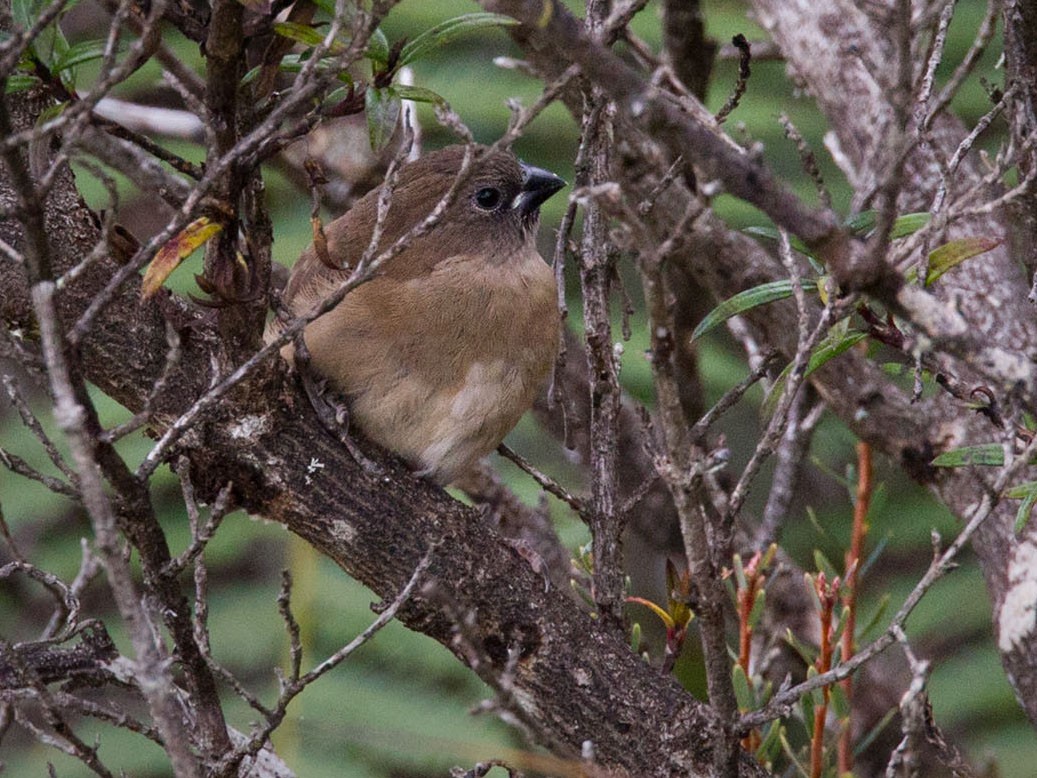 Capuchino Montano - eBird