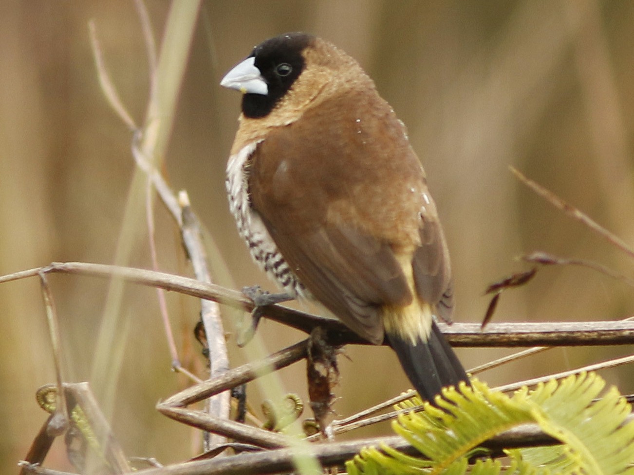 オグロタカネキンパラ - eBird