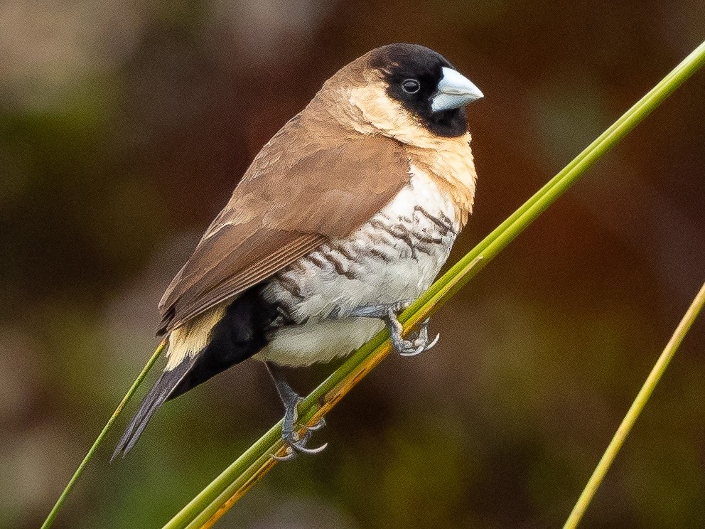 Capuchino Montano - eBird