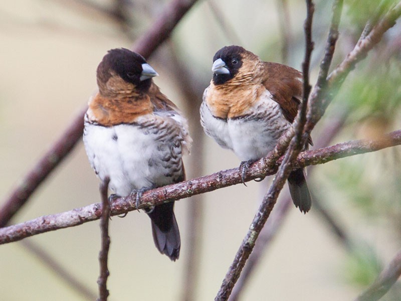 Capuchino Montano - eBird