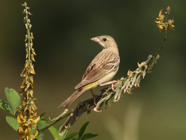 News - eBird India