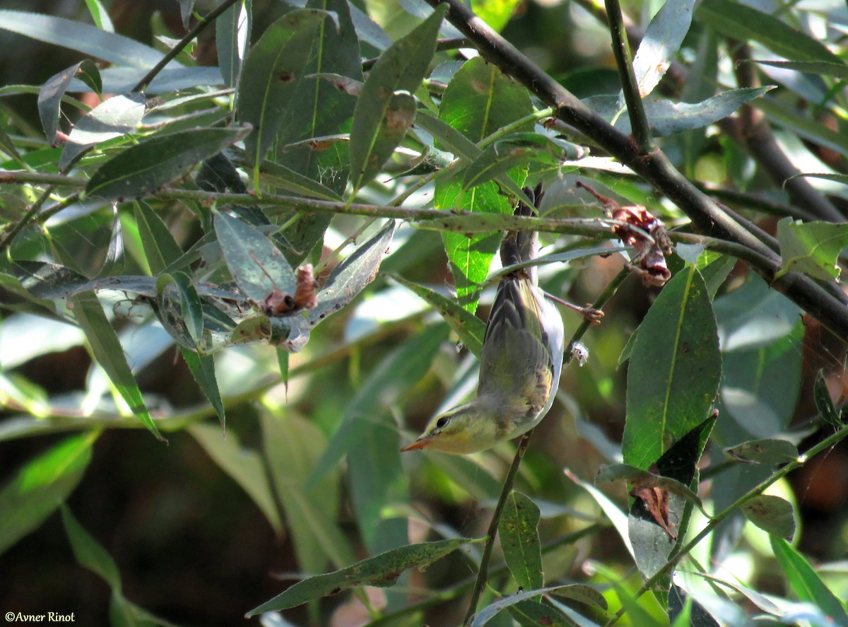 Israel Breeding Bird Atlas Checklist - 24 Oct 2020 - נחל שורק עליון ...