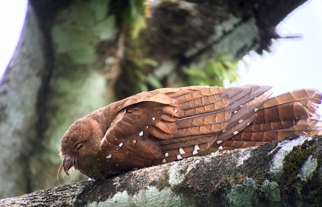 Photos - Oilbird - Steatornis caripensis - Birds of the World
