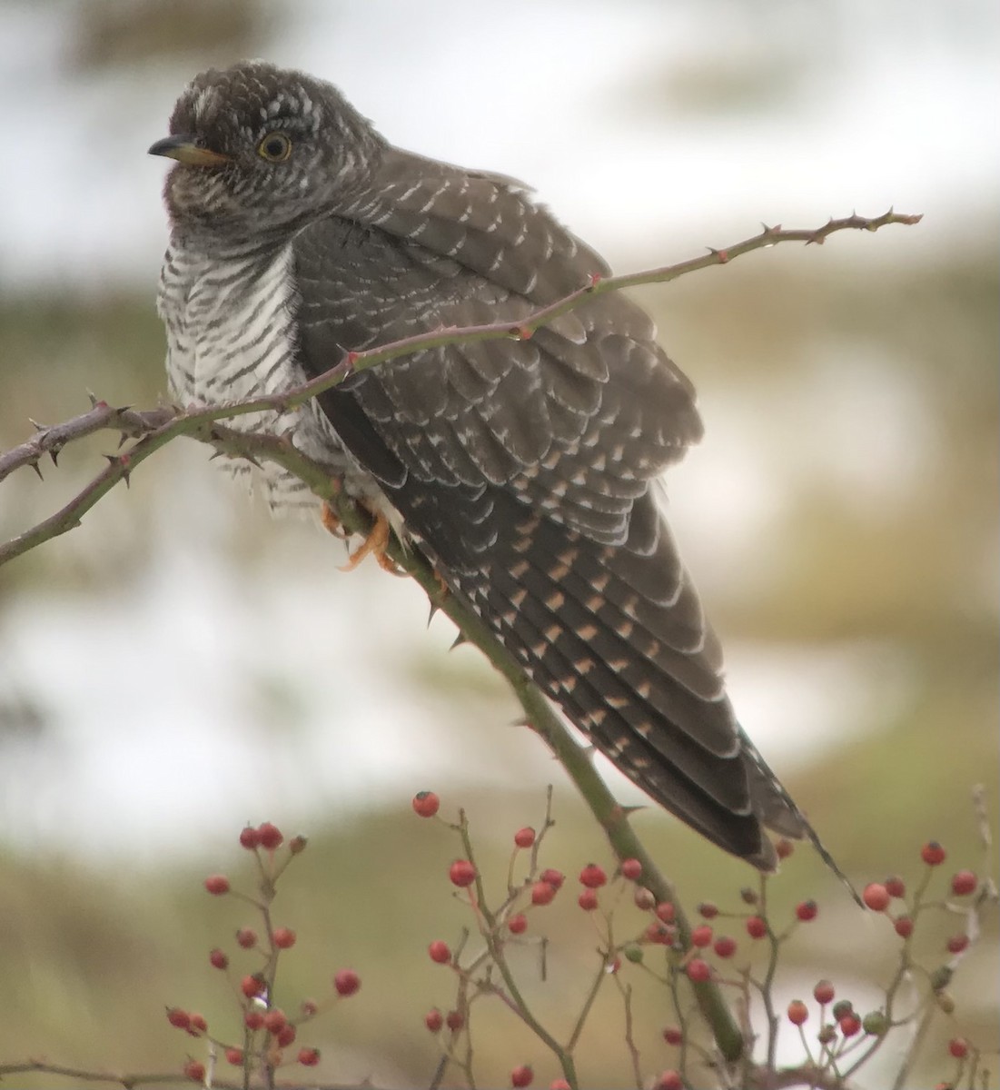eBird Checklist - 1 Nov 2020 - Snake Den Farm - 26 species