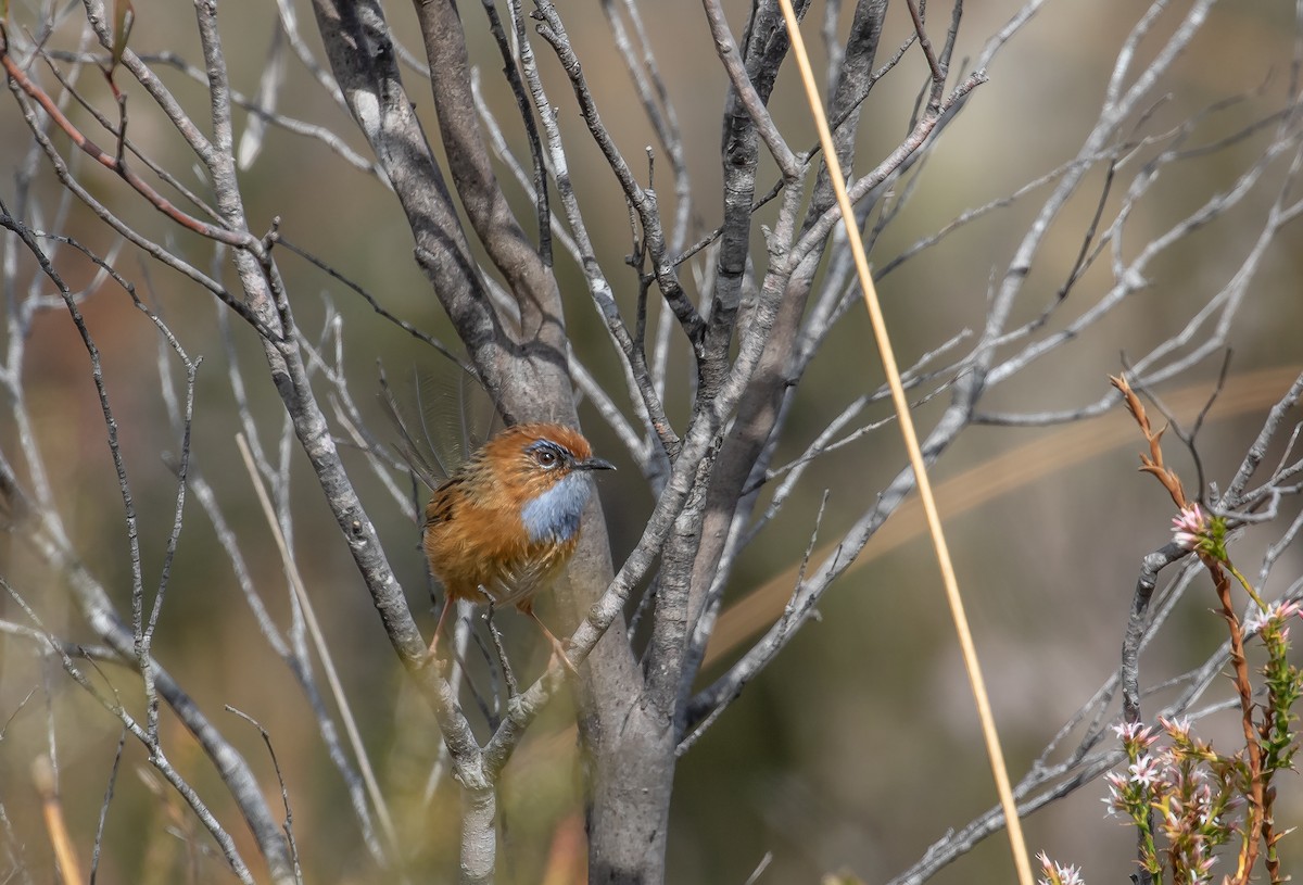 eBird Australia Checklist - 1 Nov 2020 - Lune Plain - 33 species (+1 ...