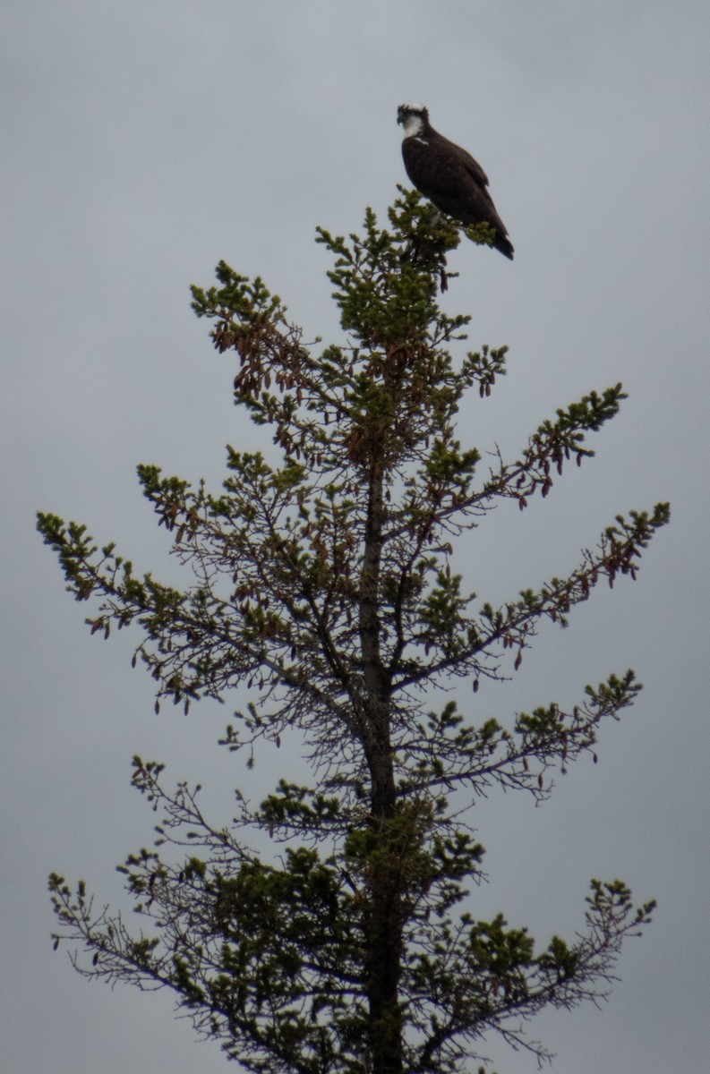 eBird Checklist - 6 Jun 2020 - Banff National Park--Cave & Basin Marsh ...