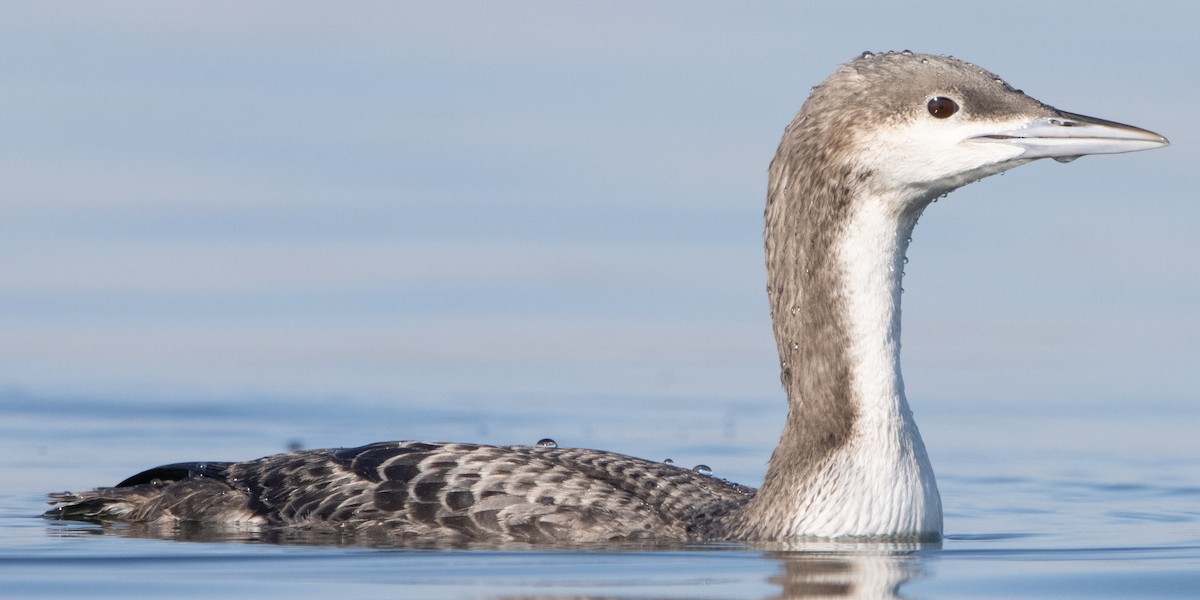 Pacific Loon - Gavia pacifica - Media Search - Macaulay Library and eBird