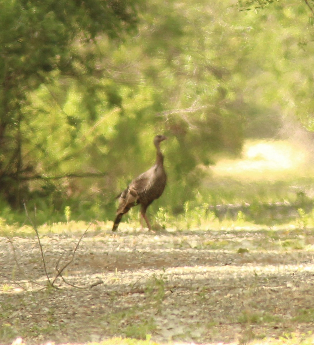 eBird Checklist - 26 Apr 2016 - Sacramento River NWR--Packer Unit - 29 ...