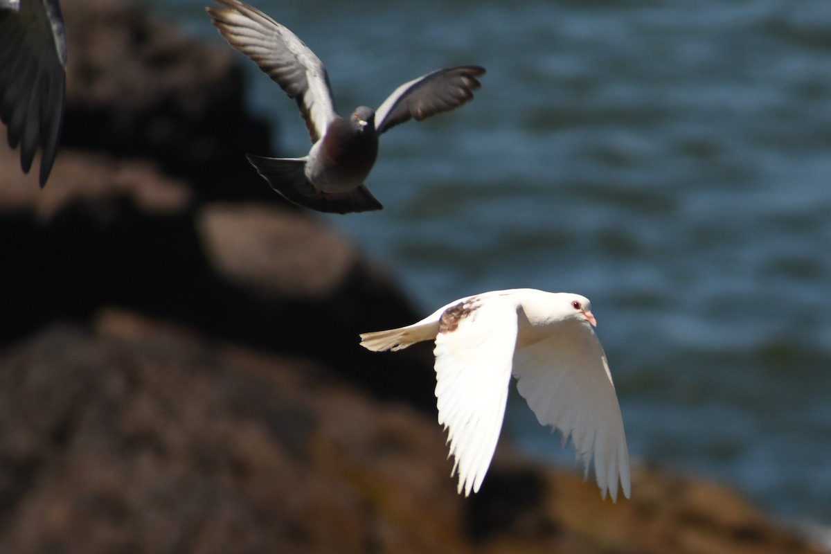 eBird Checklist - 1 Nov 2020 - Punta Ballena - 14 species