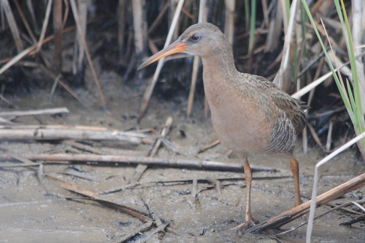Ridgway's Rail (Yuma) - eBird