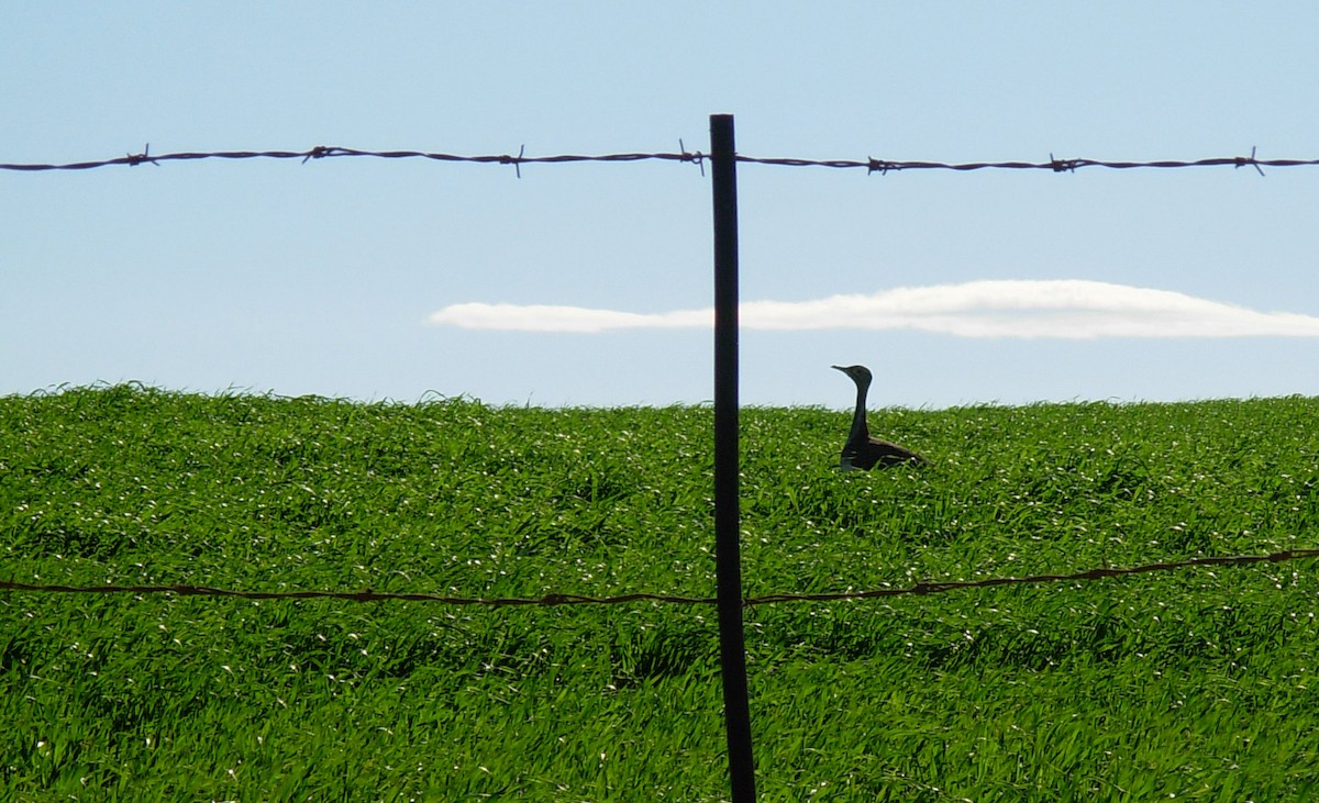 eBird Checklist - 11 Jul 2007 - Potberg - 11 species