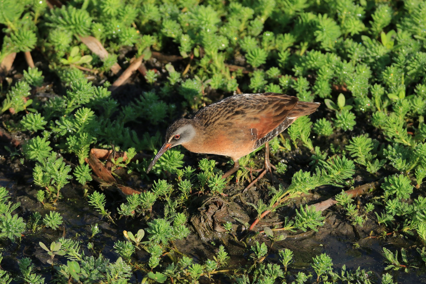 Rascón elegante/de Virginia - eBird