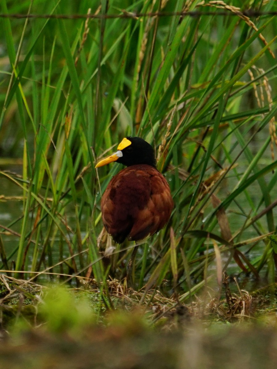 eBird Central America Checklist - 1 Nov 2020 - La Cabezona - 40 species