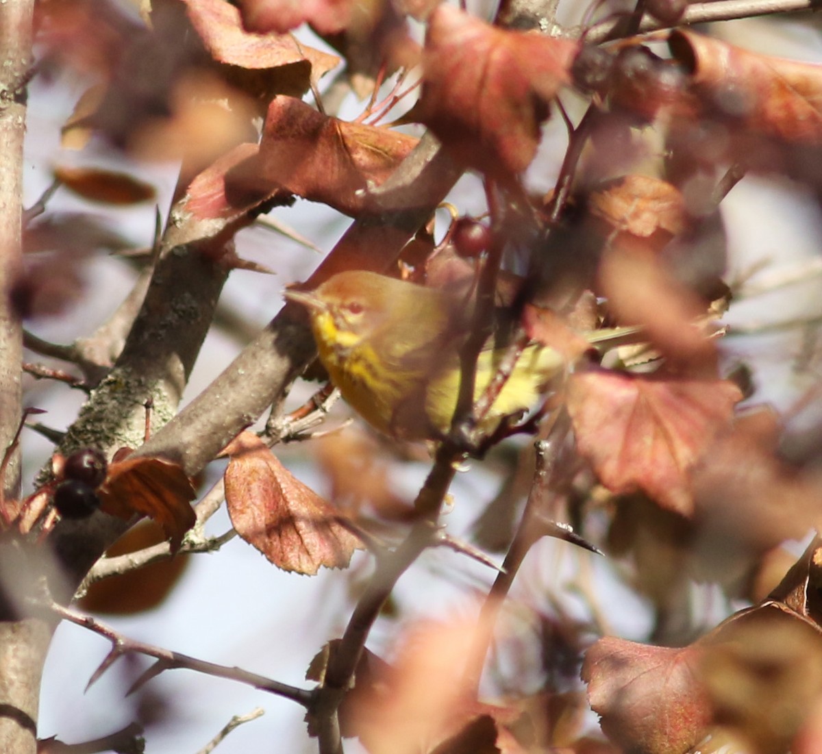 eBird Checklist - 31 Oct 2020 - Vernon--Polson Park - 19 species