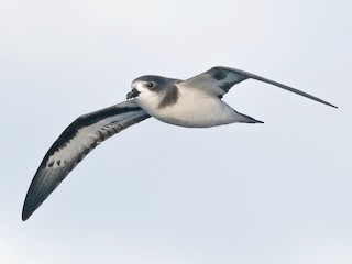 Bermuda Petrel - Pterodroma cahow - Birds of the World