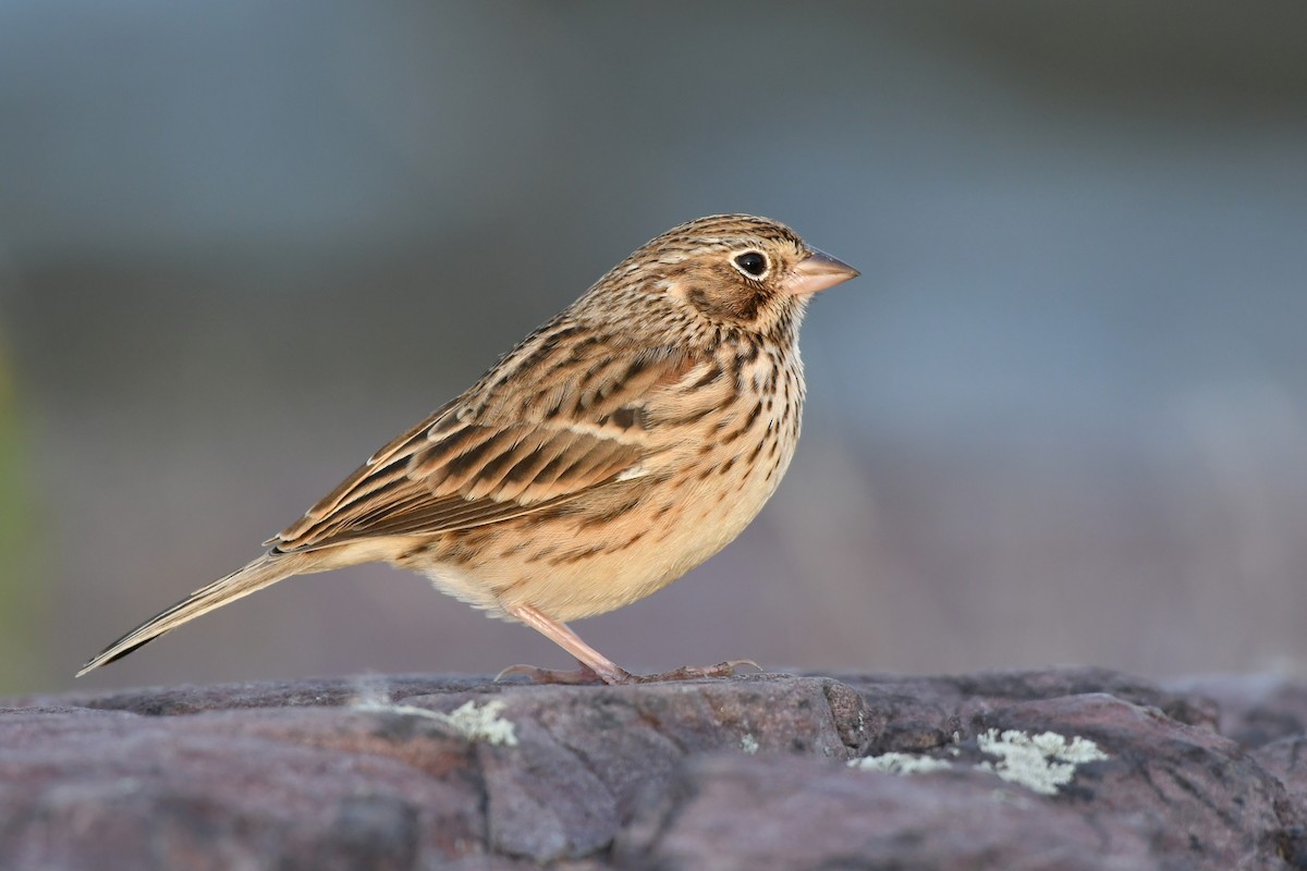 Win a free spot in the Cornell Lab’s sparrow identification course - eBird