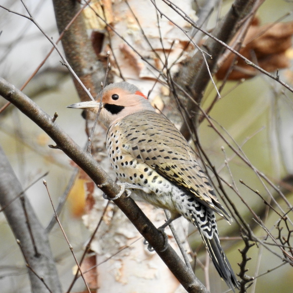 eBird Checklist - 31 Oct 2020 - Irvine Nature Center - 54 species (+1 ...