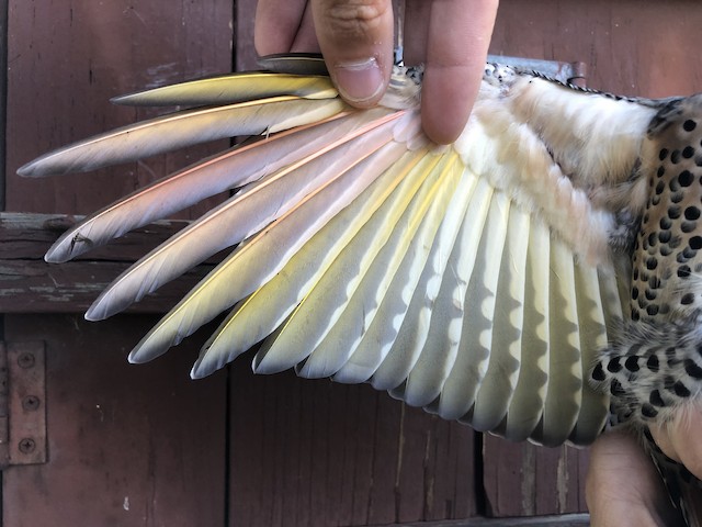 Northern Flicker Feather