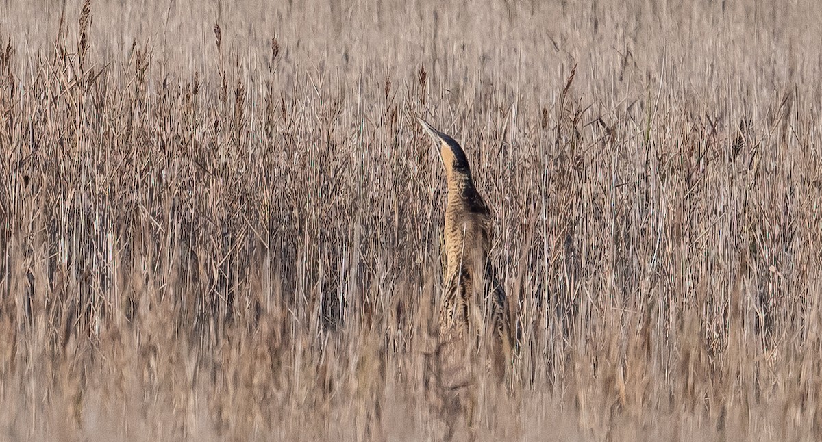 eBird Checklist - 6 Nov 2020 - Dingle Marshes RSPB Reserve - 29 species