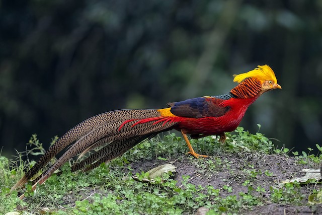 Golden Pheasants