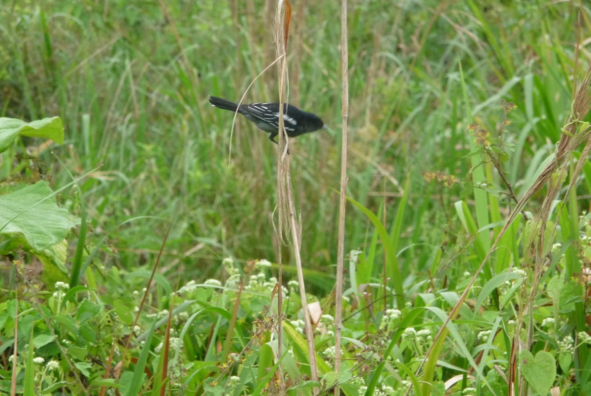eBird Checklist - 15 Jan 2009 - MX-CHP-Pico de Oro Road (San Lazaro ...