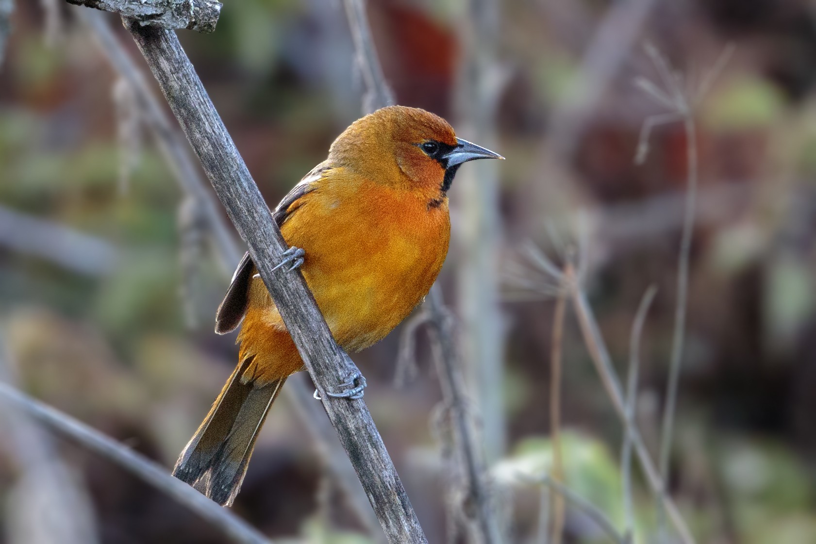 Calandria Dorso Rayado (grupo pustulatus) - eBird