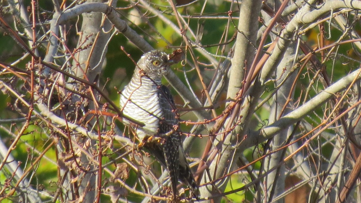 eBird Checklist - 7 Nov 2020 - Snake Den State Park - 9 species