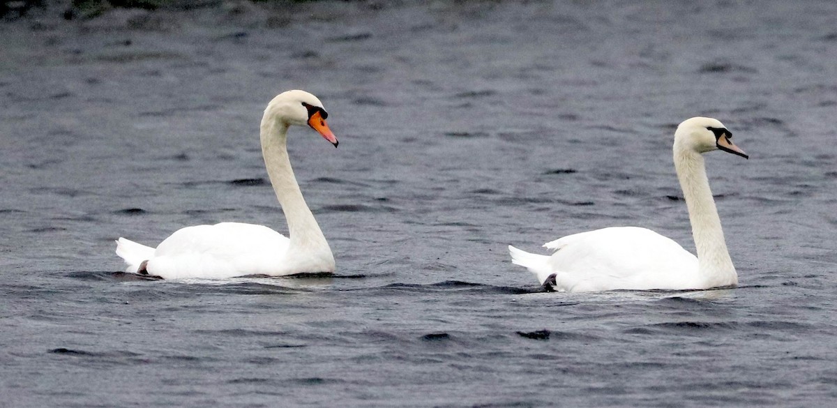 eBird Checklist - 8 Nov 2020 - Tamarac Exotic Duck Pond (please do not ...