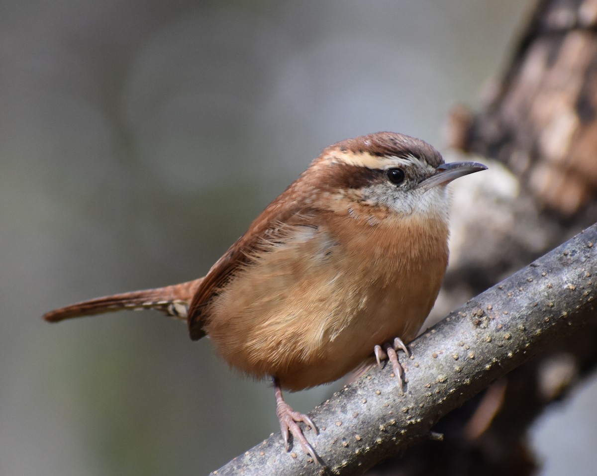 ML278610911 - Carolina Wren - Macaulay Library