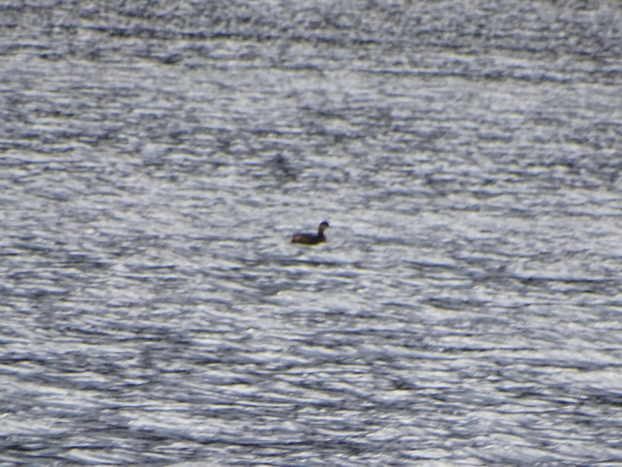 カンムリカイツブリ属 - eBird