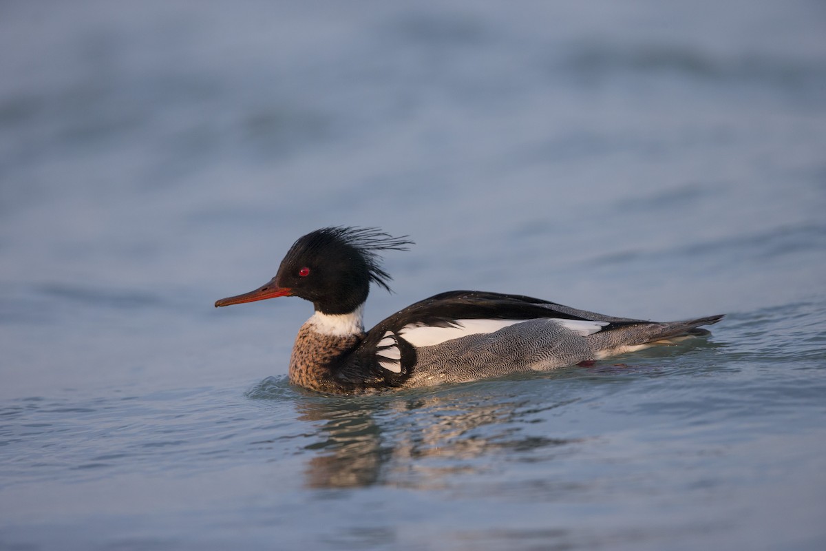 eBird Checklist - 25 Apr 2016 - Point Pelee National Park (general ...