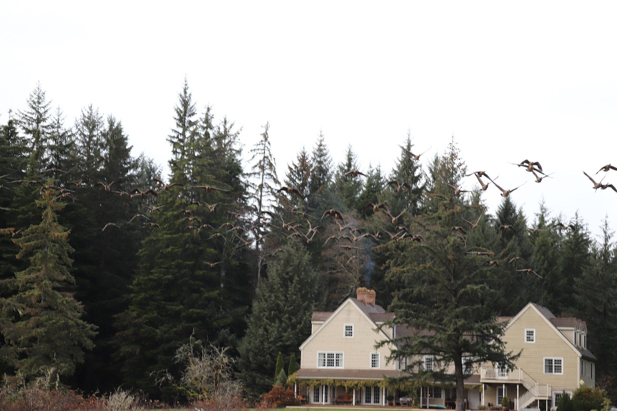 eBird Canada Checklist - 9 Nov 2020 - Kitimat--Minette Bay - 17 species ...