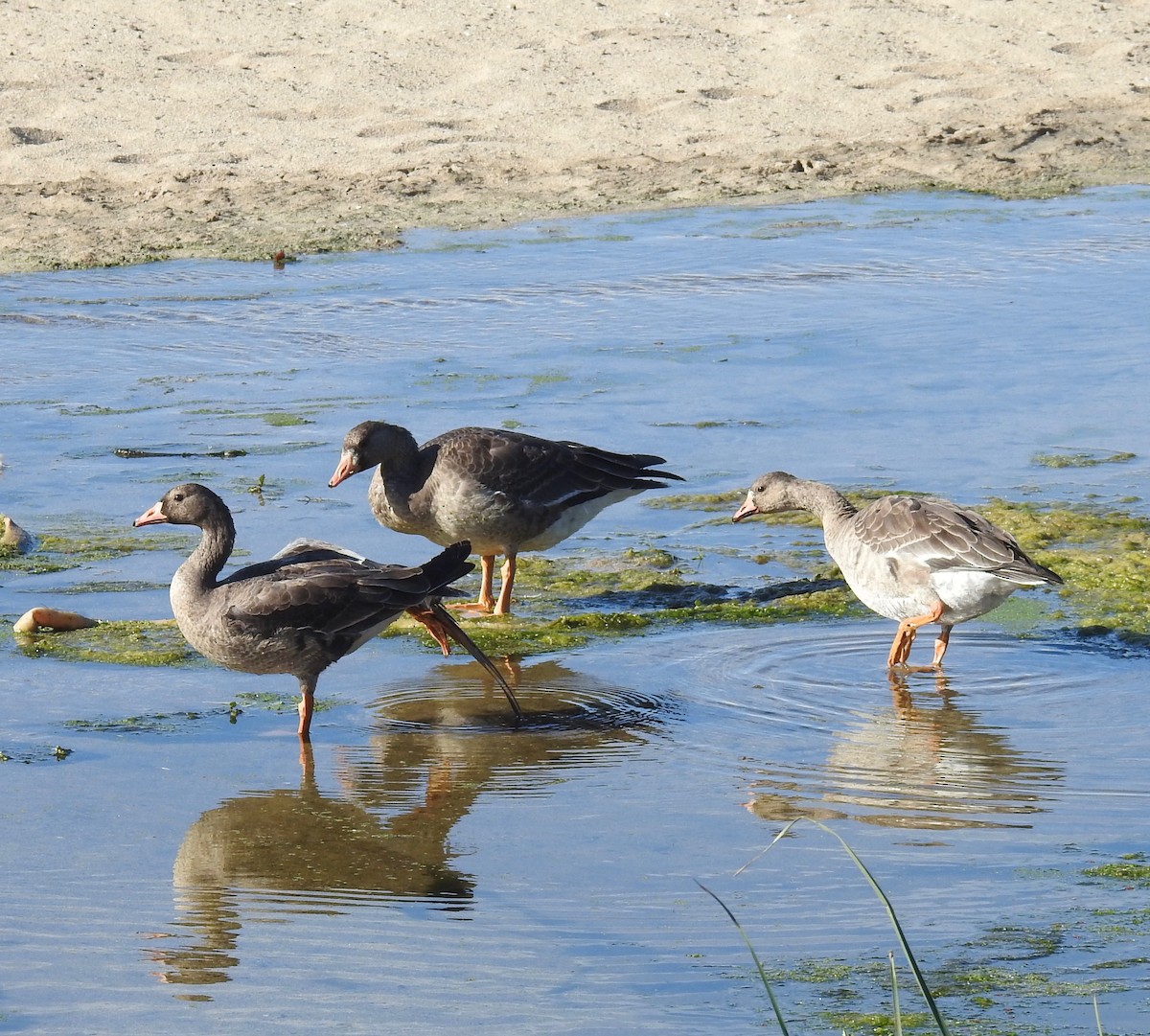 eBird Checklist - 10 Nov 2020 - Half Moon Bay SB--Venice Beach and ...