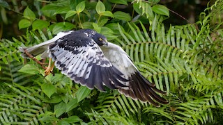 Reunion Harrier - Circus maillardi - Birds of the World