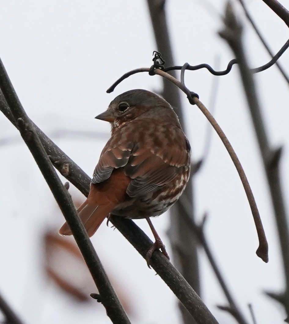 eBird Checklist - 11 Nov 2020 - Conrey Rd. Bird and Butterfly Sanctuary ...