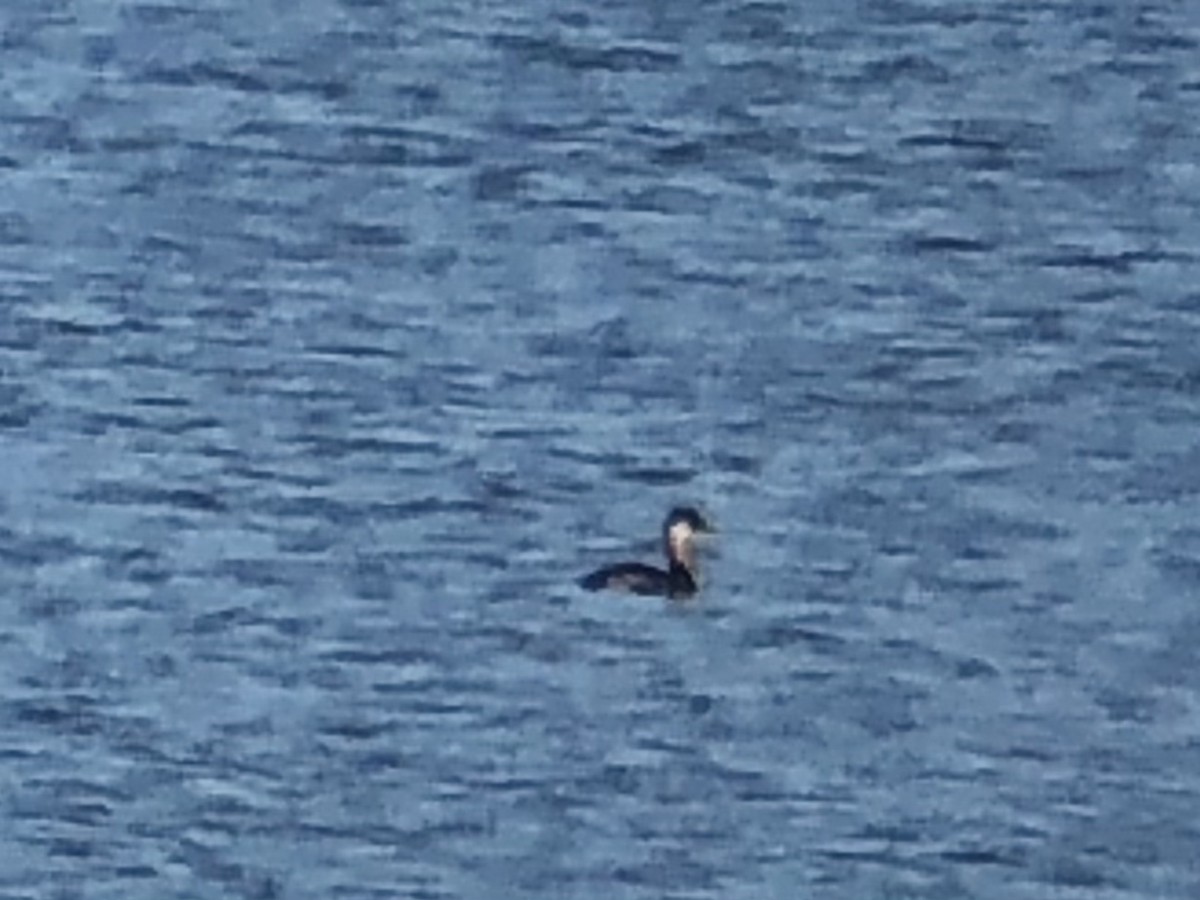 eBird Checklist - 11 Nov 2020 - Perry Lake--Dam - 37 species (+1 other ...