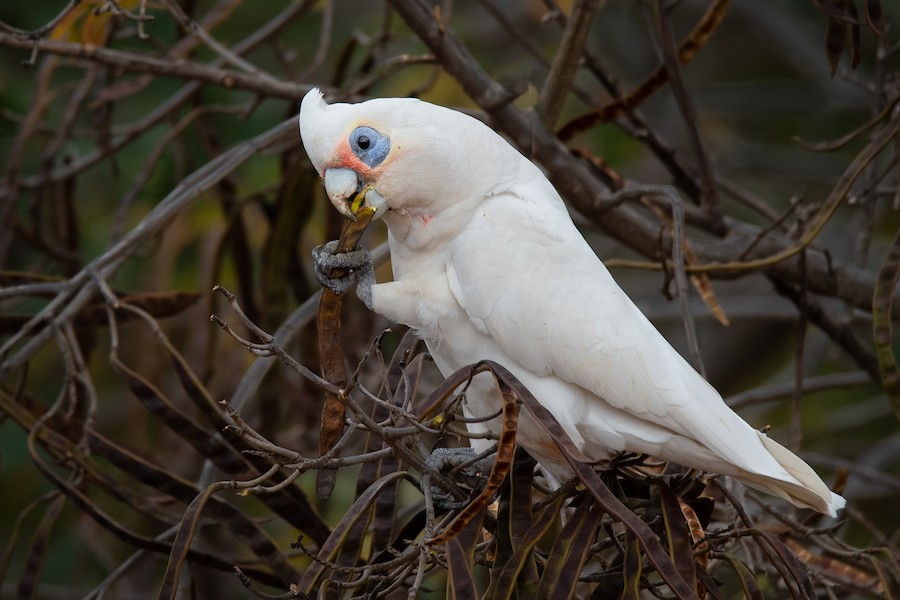 Little x Long-billed Corella (hybrid) - eBird