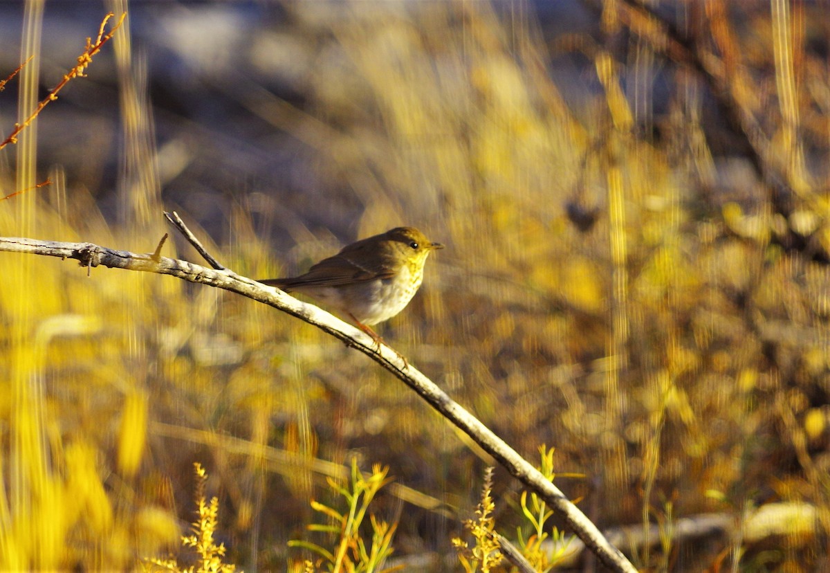 eBird Checklist - 11 Nov 2020 - Totten Reservoir - 22 species