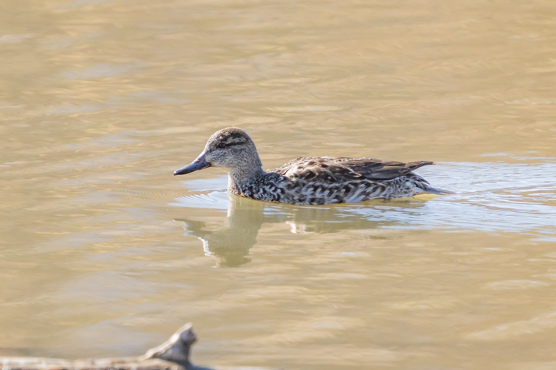 teal sp. - eBird