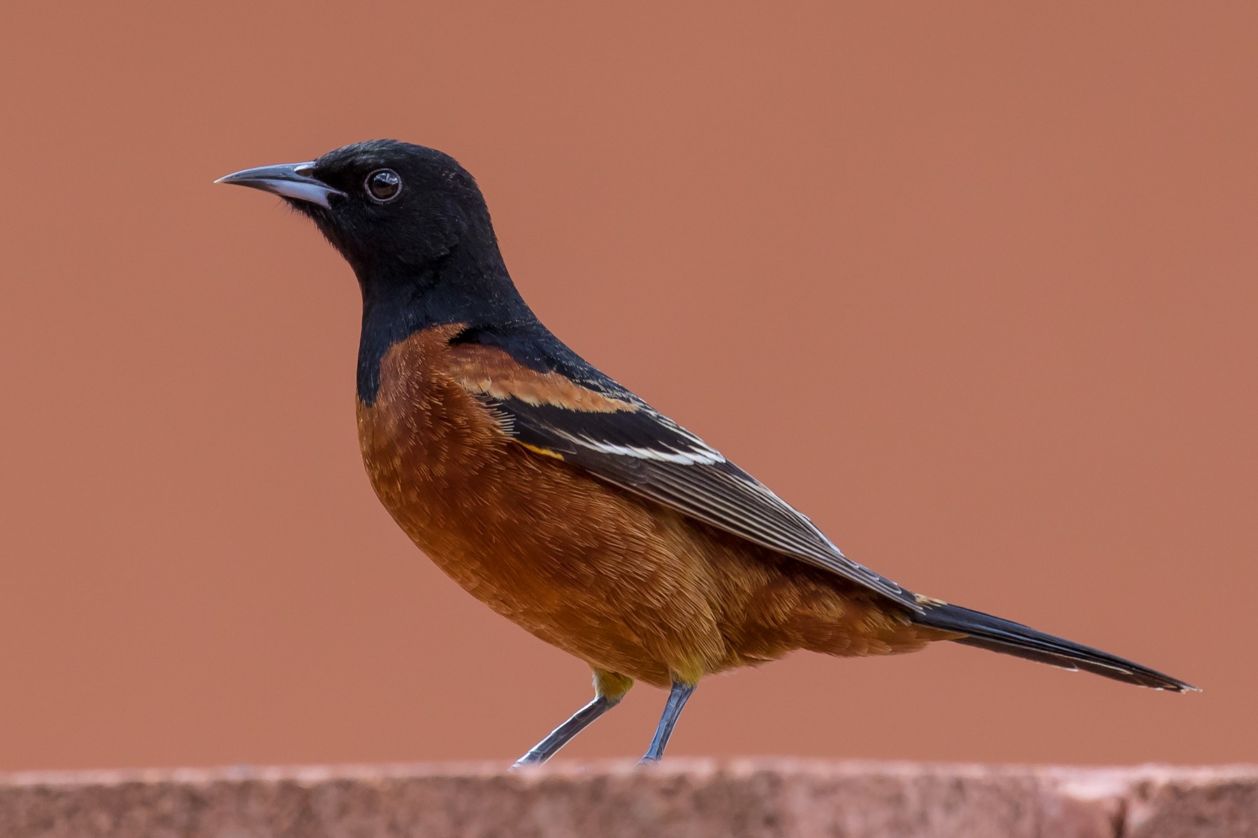 Calandria Castaña (spurius) - eBird