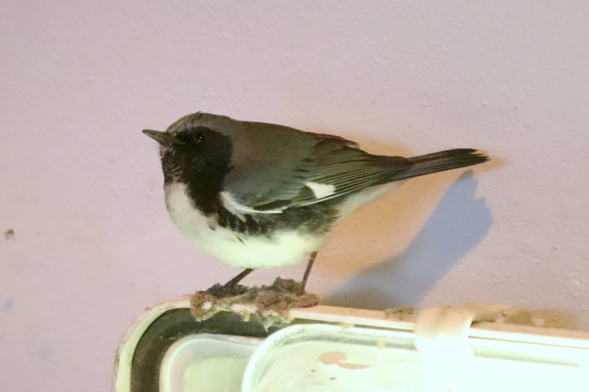 eBird Checklist - 12 Nov 2020 - Tres Rios WRF (restricted access) - 5 ...