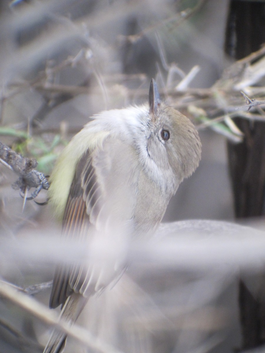 eBird Checklist - 13 Dec 2013 - Bill Williams River NWR--Planet Ranch ...