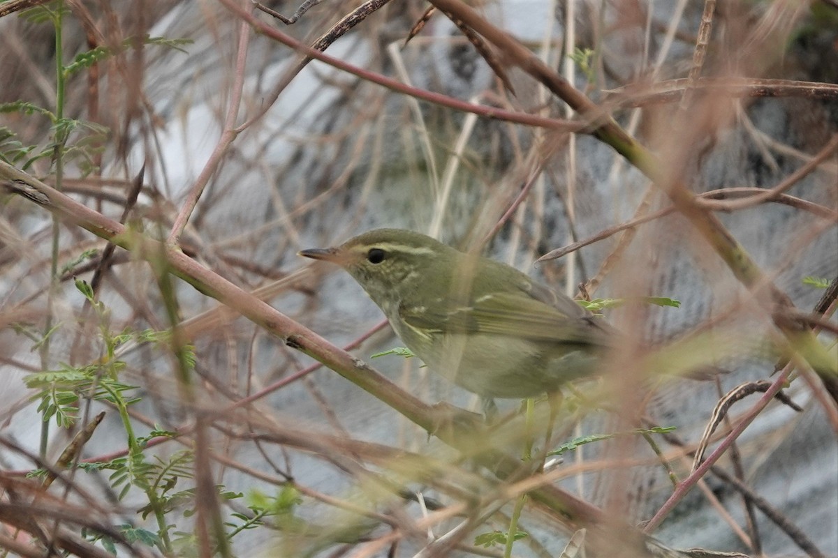 ML279622881 - Kamchatka Leaf Warbler - Macaulay Library
