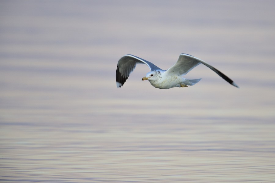 カリフォルニアカモメ（californicus） - eBird