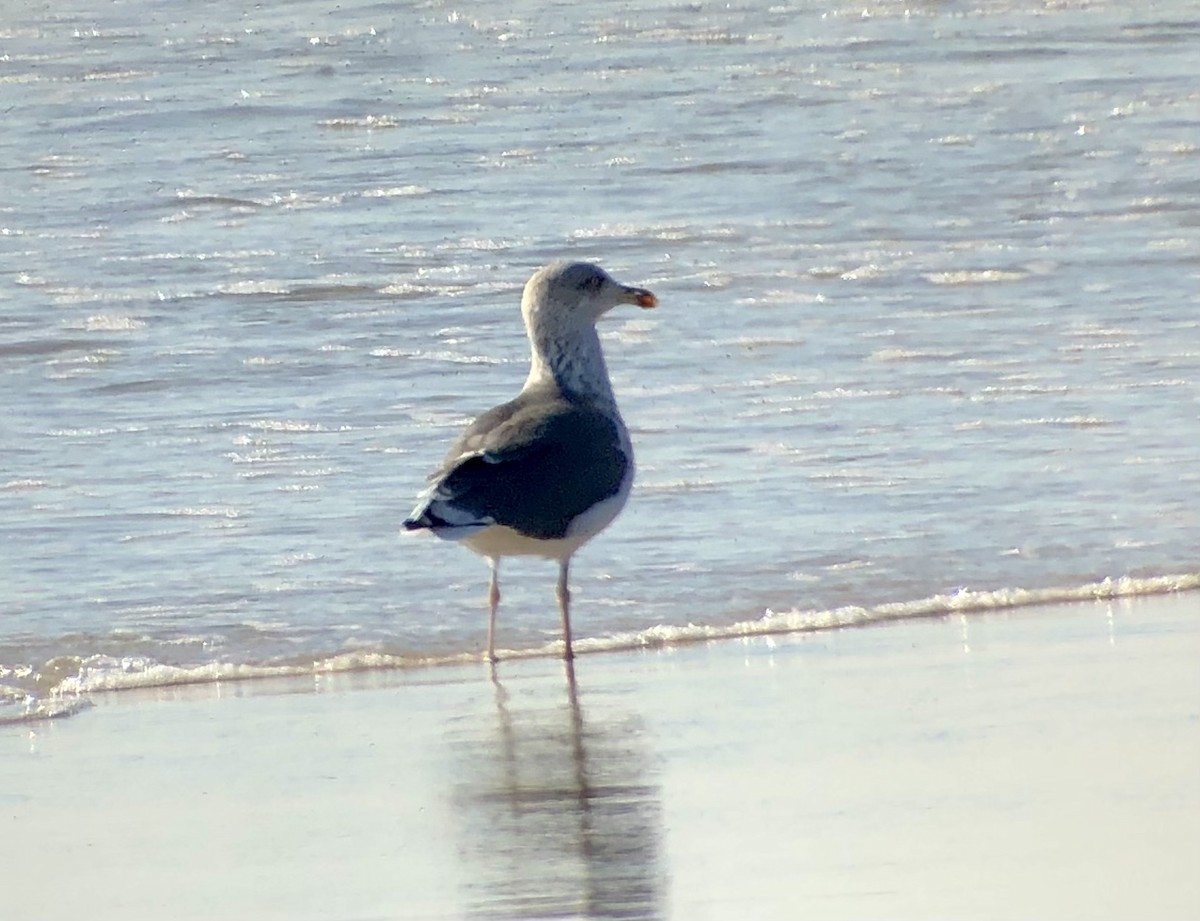 eBird Checklist - 14 Nov 2020 - Jones Beach SP--West End - 56 species