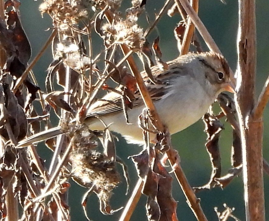 This Fall Sparrow May Fool You! - New Hampshire eBird