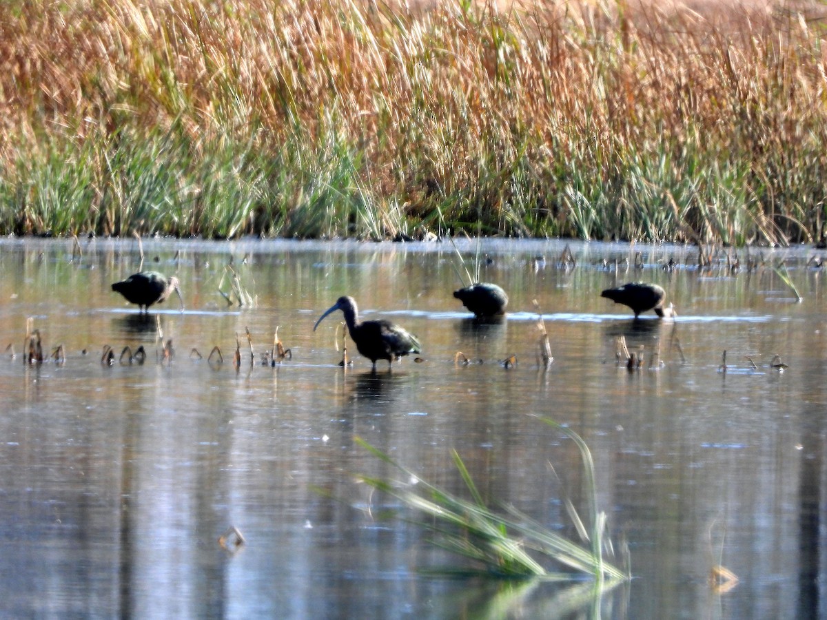 eBird Checklist - 14 Nov 2020 - Grizzly Island Wildlife Area - 14 species