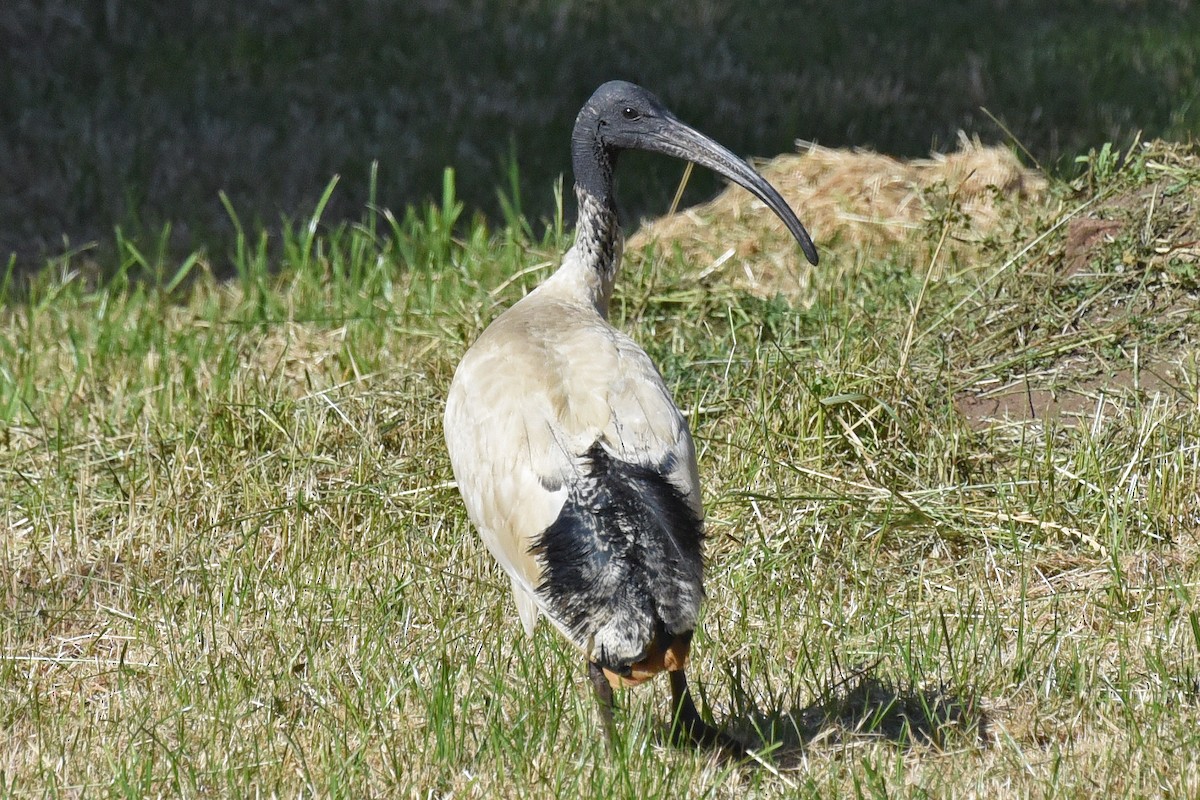 eBird Checklist - 8 Nov 2020 - Royal Park--Trin Warren Tam-boore - 43 ...